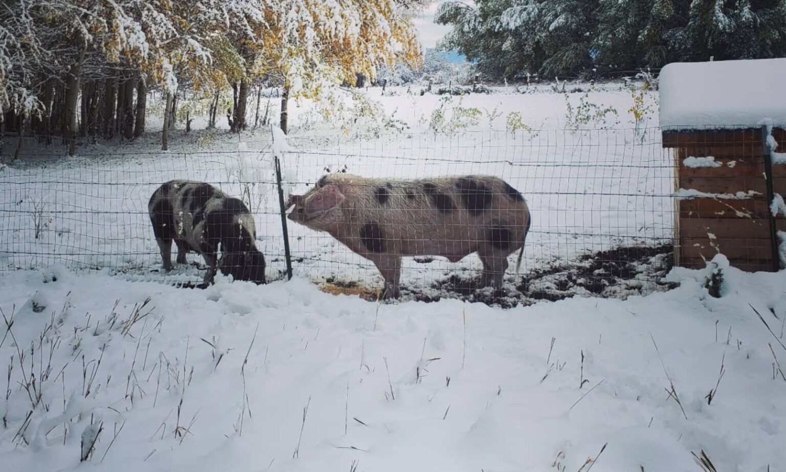 Bio-Diverse Farm Ecosystems – H&H Ranch